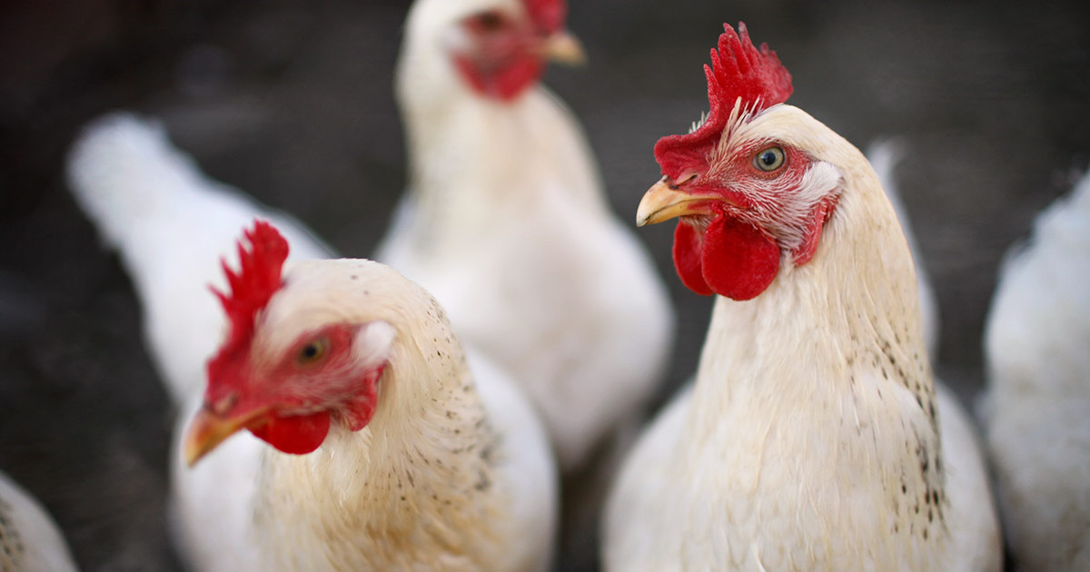 Avian Flu Facts: What You Need to Know - MedBroadcast.com
